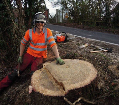 Tree Surveys Colchester, Essex & Suffolk | JF Tree Specialist Ltd