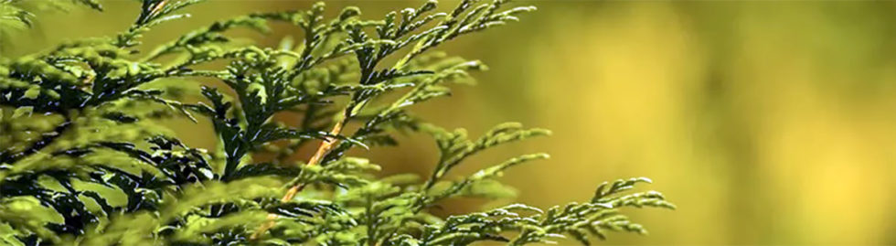 Topping a Cedar Tree - Tree Surgeon in Colchester