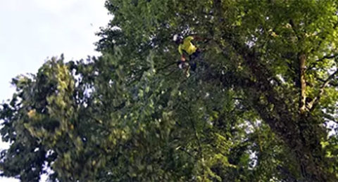Topping a Cedar Tree - Tree Surgeon in Colchester